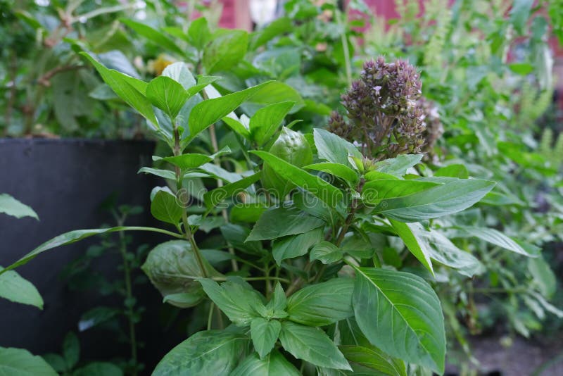 Basil in the Vegetable Garden. Stock Image - Image of wildflower, tree ...