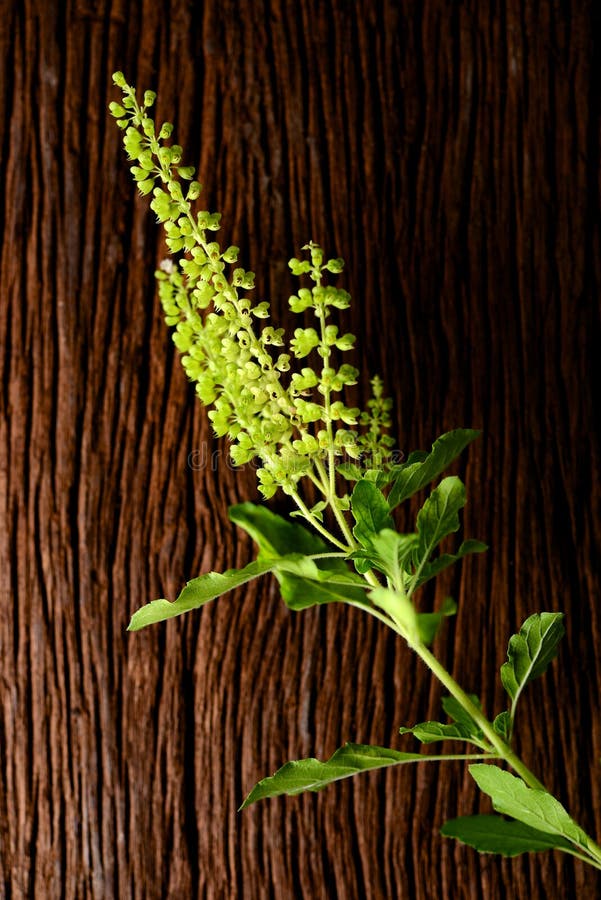 Basil leaf stock image. Image of background, summer, organic - 48866723