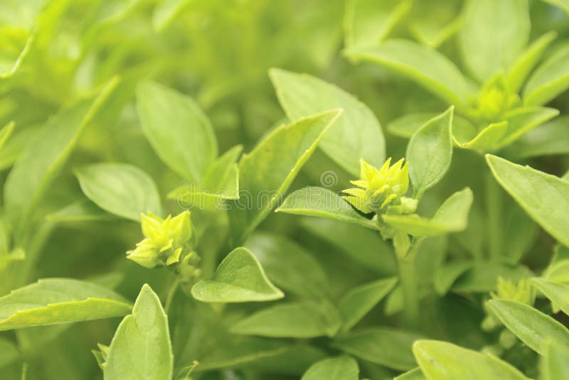 Basil on Vegetable Patch stock photo. Image of gardening - 15772694