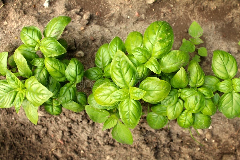 Basil on a vegetable patch stock photo. Image of food - 247730718