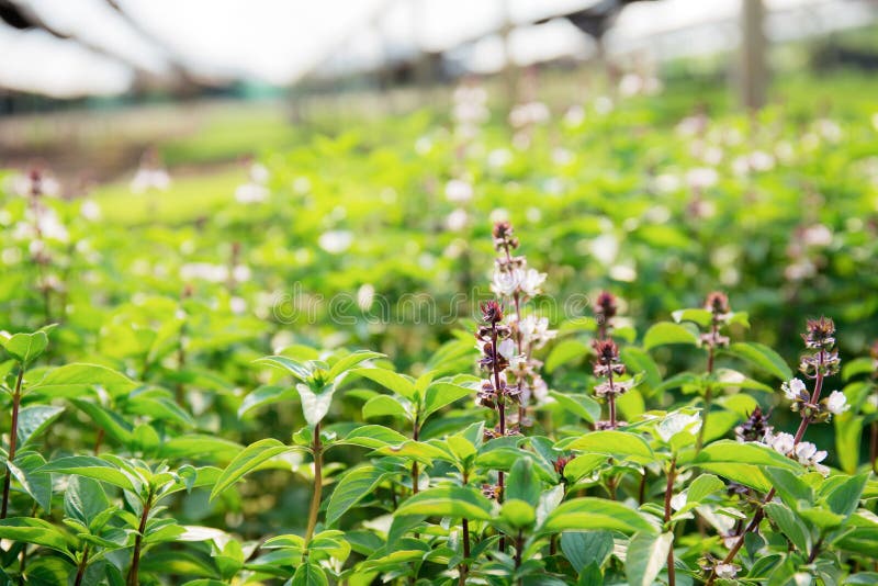 Basil vegetables in garden stock photo. Image of bloom - 164188526