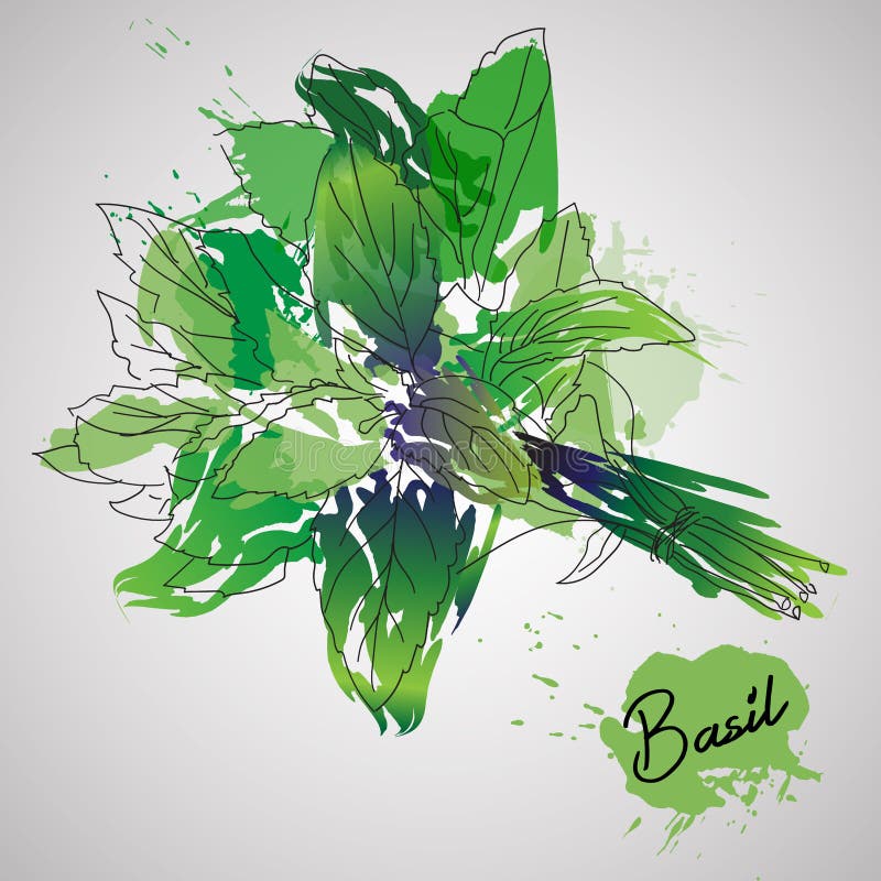 Basil stock illustration. Illustration of natural, object - 57210121
