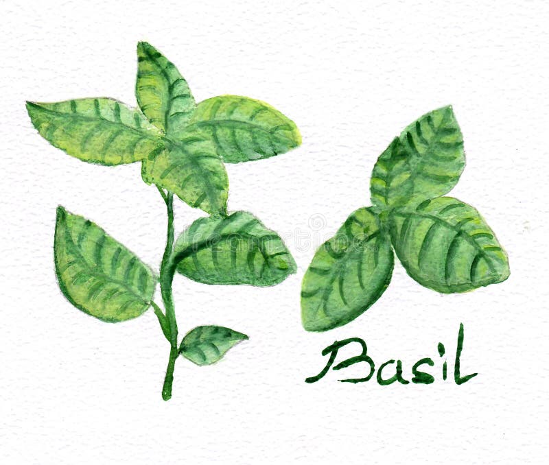 Basil Watercolor Hand Drawing Illustration Stock Illustration ...