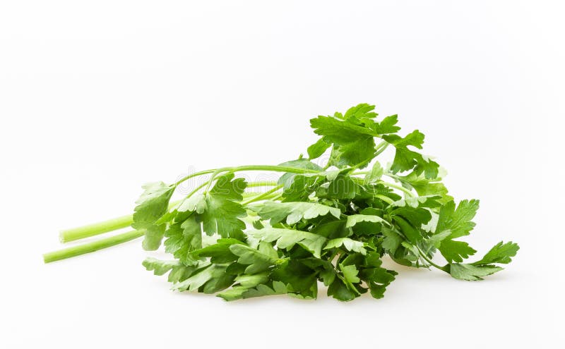 Basil on white background stock image. Image of nature - 90541381