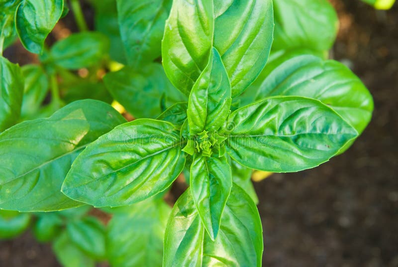 5,007 Basilic Stock Photos - Free & Royalty-Free Stock Photos from ...