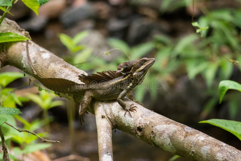 Basilic Commun (basiliscus De Basiliscus) Image stock - Image du normal ...