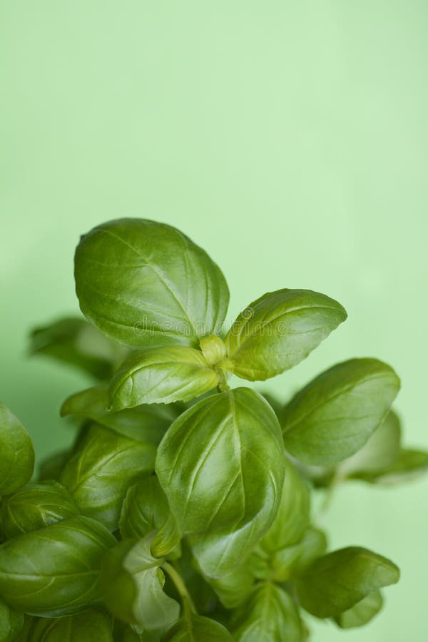 Basilic commun image stock. Image du commun, herbe, nature - 212404831