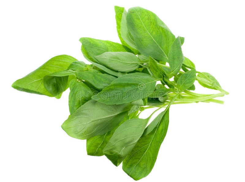 Basilic Frais Basilic Vert Fond Vert De Nourriture De Basilic Beaucoup ...