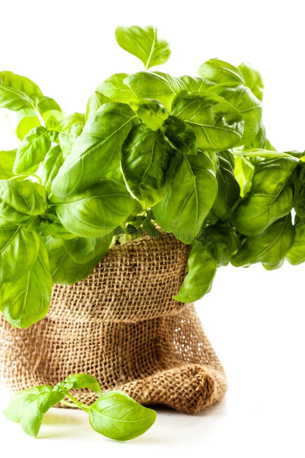Basilic Frais Dans Un Pot De Fleurs Photo stock - Image du ressort ...