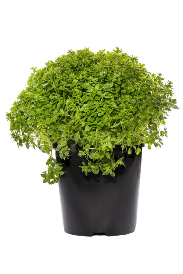 Basilic Nain Grec Dans Un Pot Dessus Photo stock - Image du vitamines ...