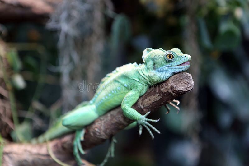 Basilic vert image stock. Image du vert, basilic, animal - 22682503