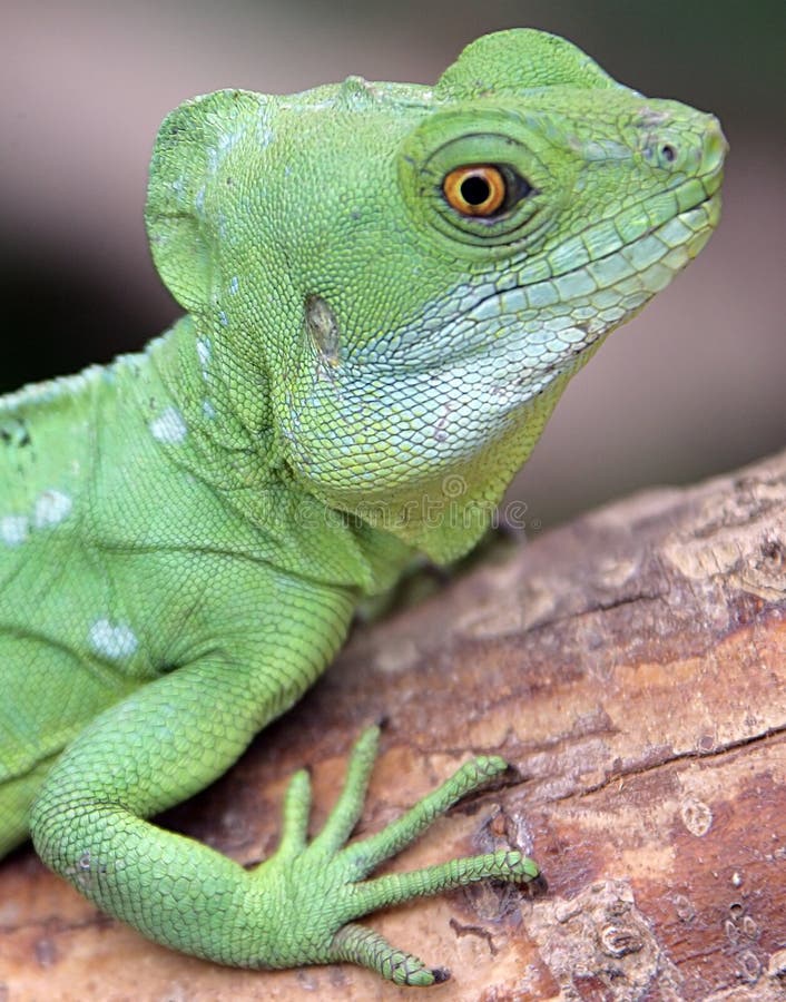 Basilic vert 4 photo stock. Image du étrange, lézard, écologie - 2371732