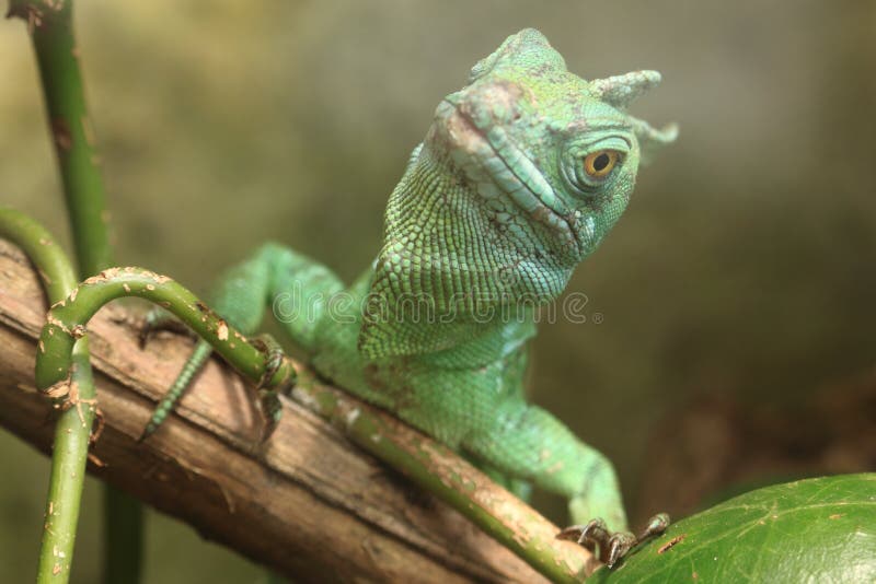 Basilic vert image stock. Image of animal, emplumé, double - 22682503