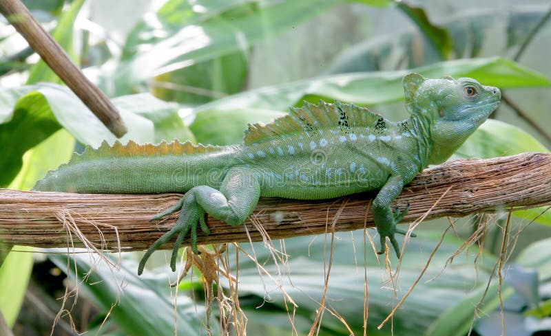 Basilic vert 4 photo stock. Image du étrange, lézard, écologie - 2371732