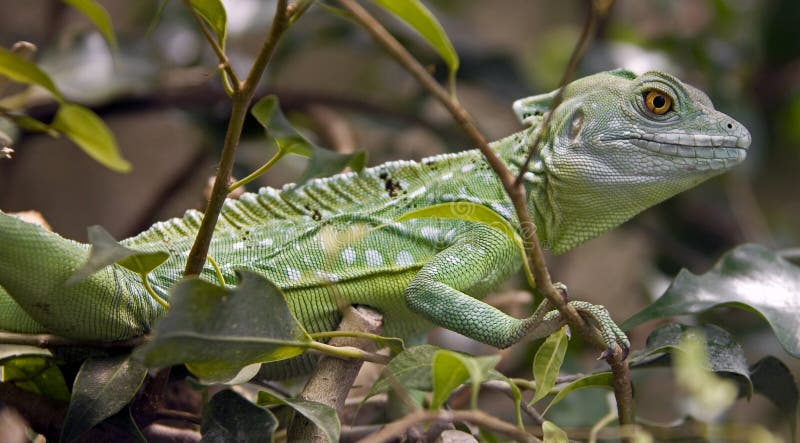 Basilic vert 4 photo stock. Image du étrange, lézard, écologie - 2371732
