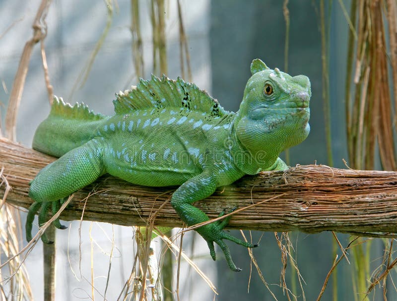 Basilic vert 4 photo stock. Image du étrange, lézard, écologie - 2371732