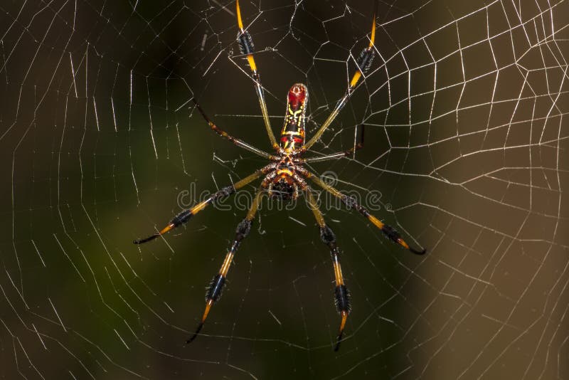 Basilica Orb Weaver stock photo. Image of basilica, florida - 26143336
