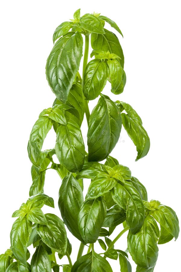 Pianta Dell'erba Del Basilico Che Cresce in Un Vaso Fotografia Stock ...