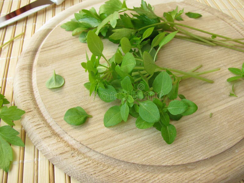 Basilico E Sedano Di Montagna Piccolo-leaved Fotografia Stock ...