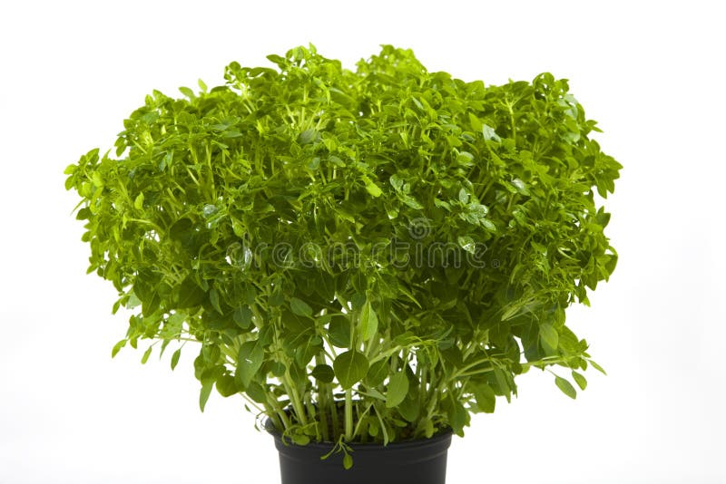 Basilico greco immagine stock. Immagine di tradizionalmente - 5558883