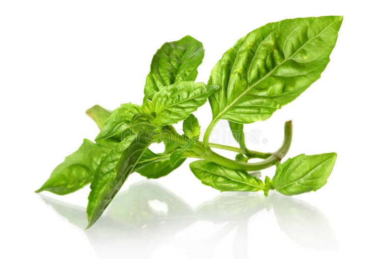 Il Basilico Verde Va Su Fondo Del Muro Di Mattoni Bianco, Alimento Di ...