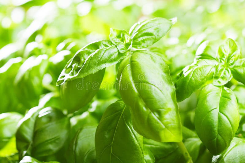 Basilico verde fotografia stock. Immagine di preparazione - 14467710