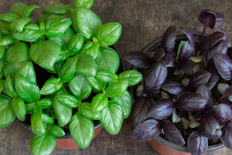 Basilico Verde, Basilico Rosso, Prezzemolo Fotografia Stock - Immagine ...