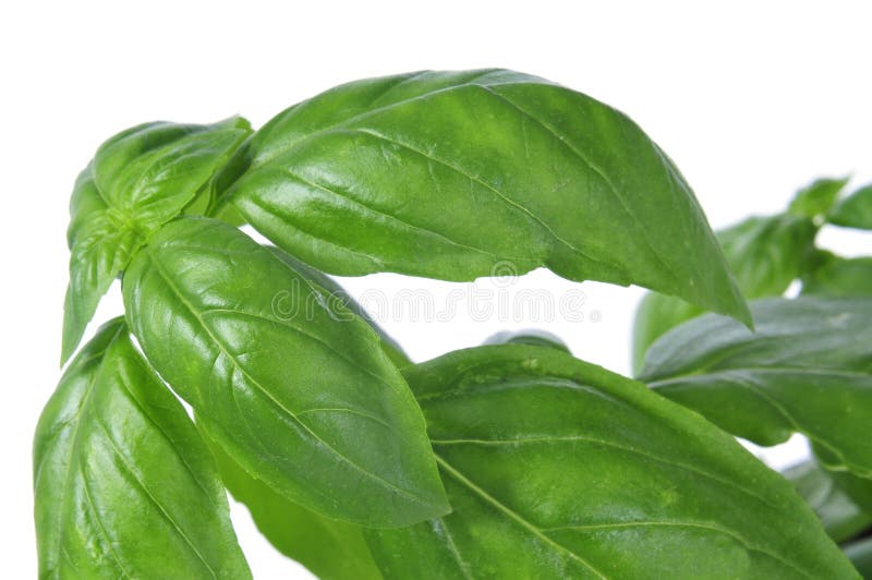 Groene Basilicum Verse Basilicum Bush in Een Wijnstinkpot Op Houten ...