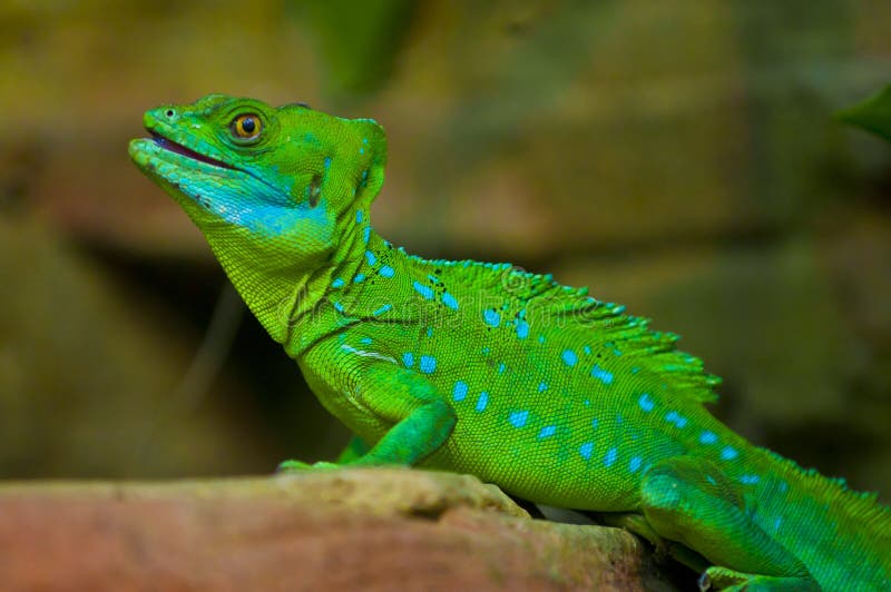 Basilisco foto de archivo. Imagen de salvaje, cubo, escalas - 27678426