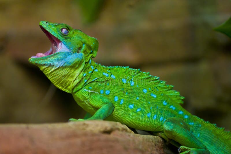 Basilisco foto de archivo. Imagen de ojos, basilisk, fauna - 75070