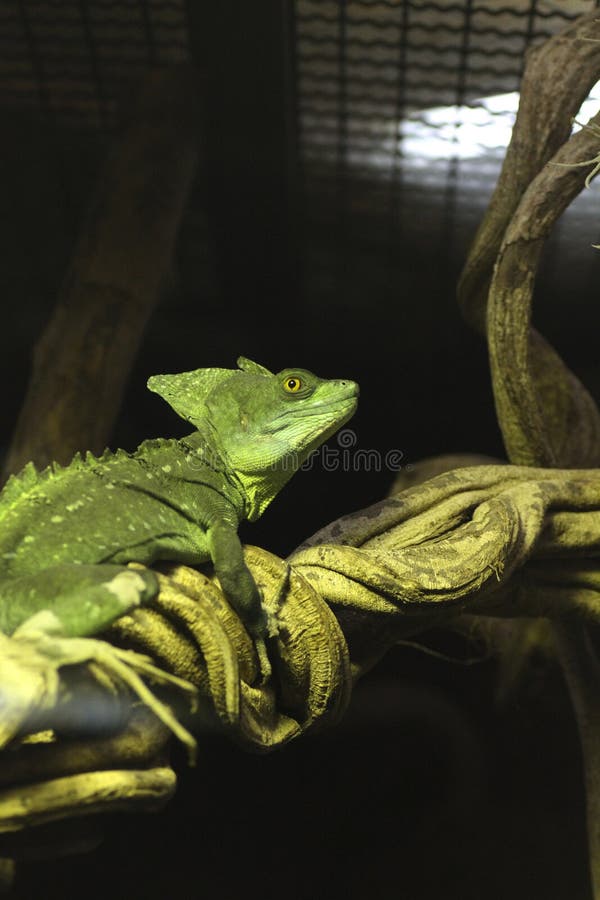 Basilisco imagen de archivo. Imagen de america, rica - 33799103