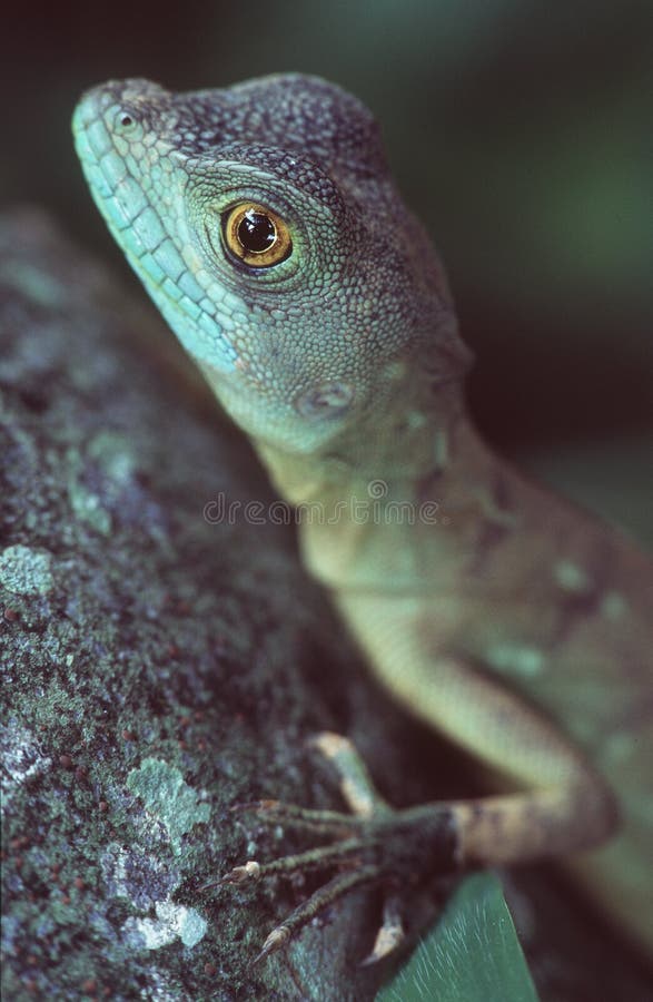 Basilisco imagen de archivo. Imagen de fauna, ojos, rica - 75069