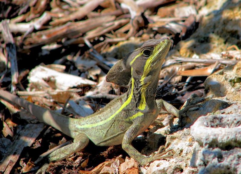 Basilisco de Brown foto de archivo. Imagen de fauna, camuflaje - 17272816