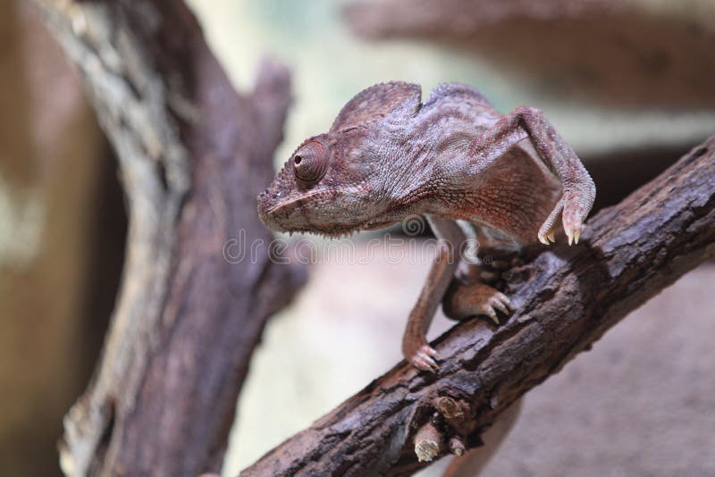 Un Basilisco Marrón Basiliscus Vittatus O El Lagarto Basilisco Común O ...