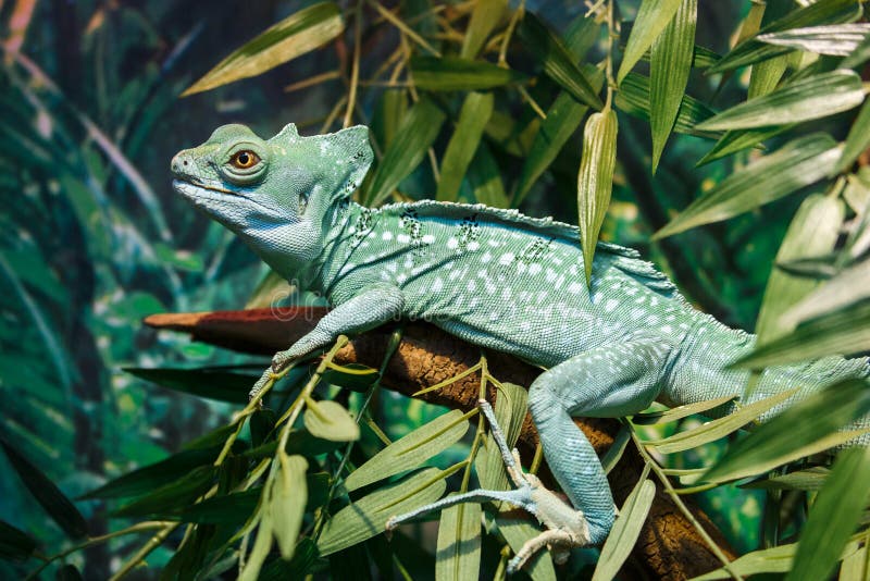 Basiliscus Comum Do Basiliscus Do Basilisco Imagem de Stock - Imagem de ...
