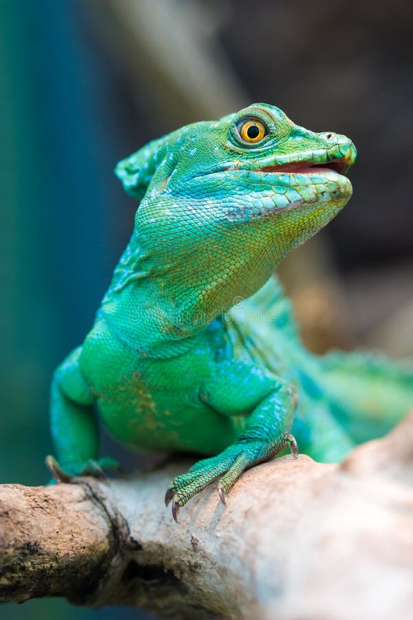 Basilisco Piumato (plumifrons Di Basilisco) Fotografia Stock - Immagine ...