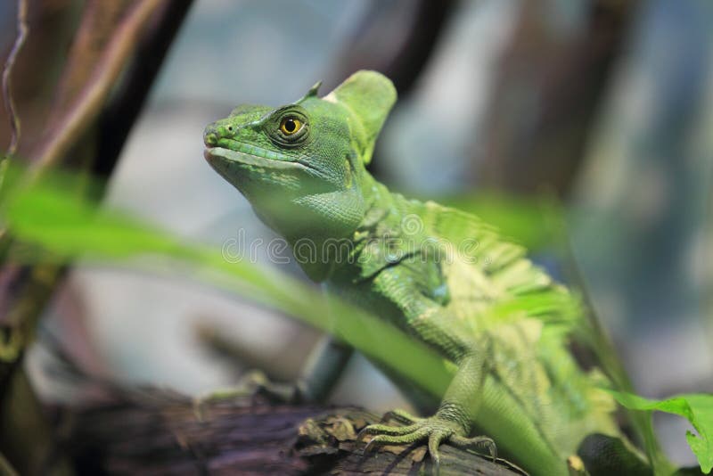 Basilisco piumato fotografia stock. Immagine di cretino - 31369662