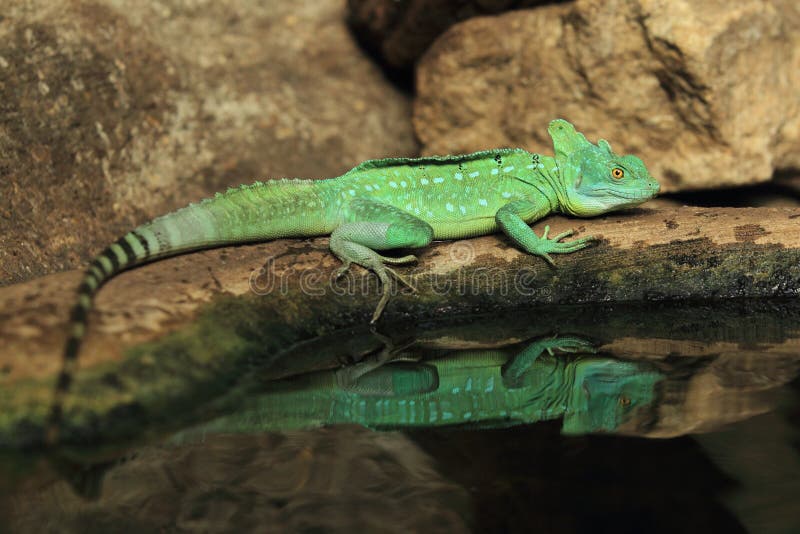 Basilisk foto de archivo. Imagen de reptil, verde, pista - 45568598