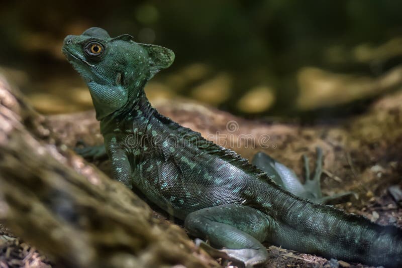 Basiliscos verdes foto de stock. Imagem de espaço, isolado - 30716614