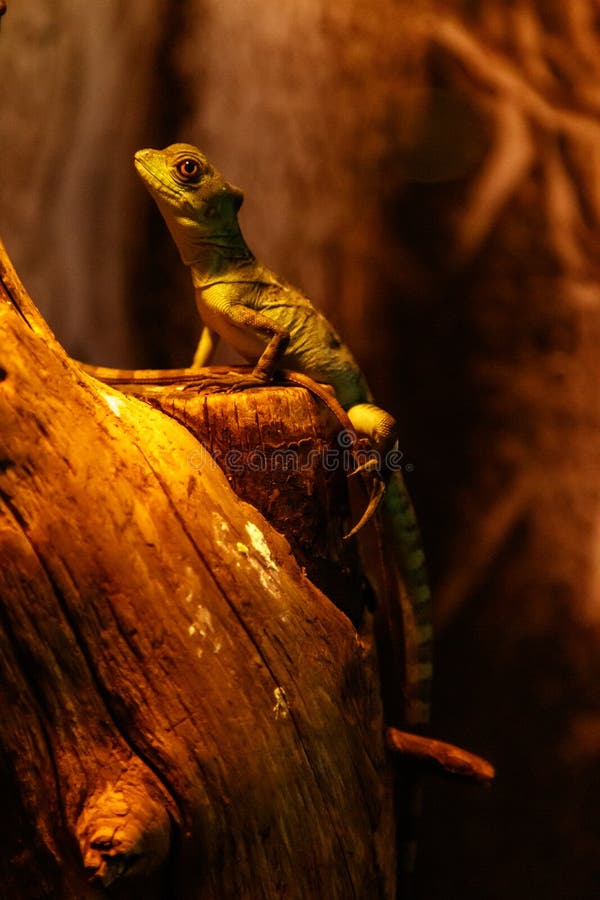 Basilisco Plumifrons, Basilisco Crestato Verde Della Lucertola ...