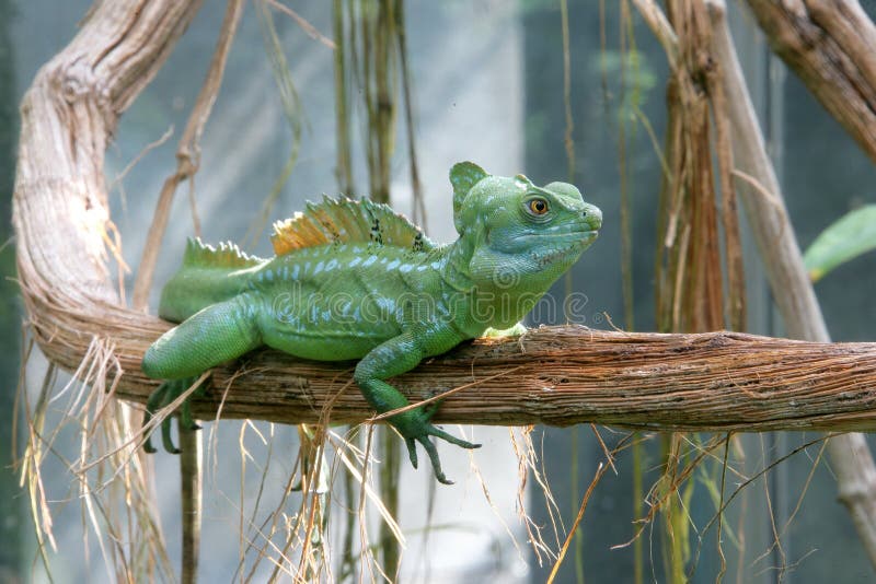 Basilisco Verde 1 immagine stock. Immagine di poikilotermico - 2371545