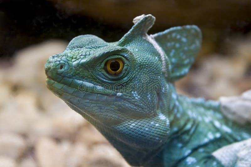 Basilisco verde foto de archivo. Imagen de verde, salvaje - 14884674