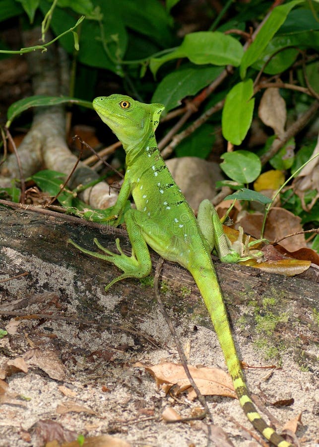 Basilisco Verde Femminile, Plumifrons Del Basiliscus Fotografia Stock ...