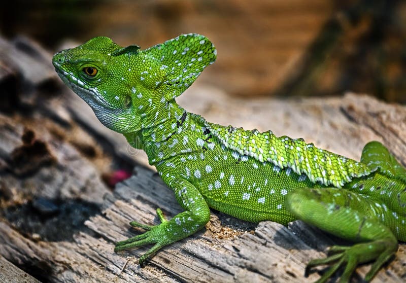 Basilisco verde foto de stock. Imagem de cauda, fauna - 143493482