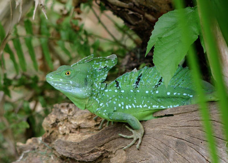 Basilisco smeraldino immagine stock. Immagine di smeraldo - 2806417