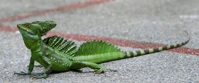 Basilisco Smeraldo immagine stock. Immagine di basilisco - 4011839