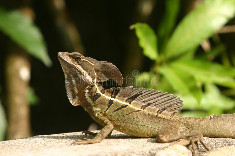 Basiliscus basiliscus stock photo. Image of mangrove - 20009792