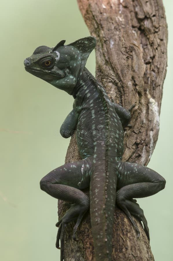 Basiliscus lizard stock image. Image of central, america - 24014613