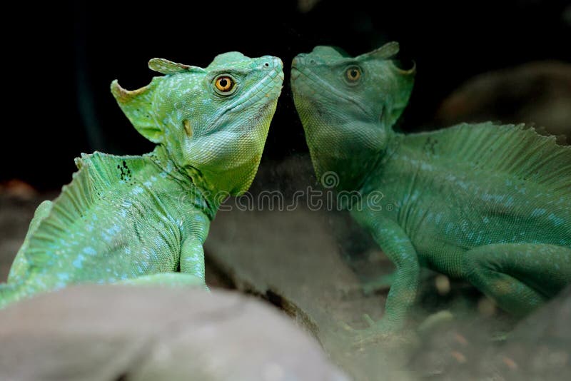 Basiliscus stock image. Image of nature, creature, colorful - 30552713