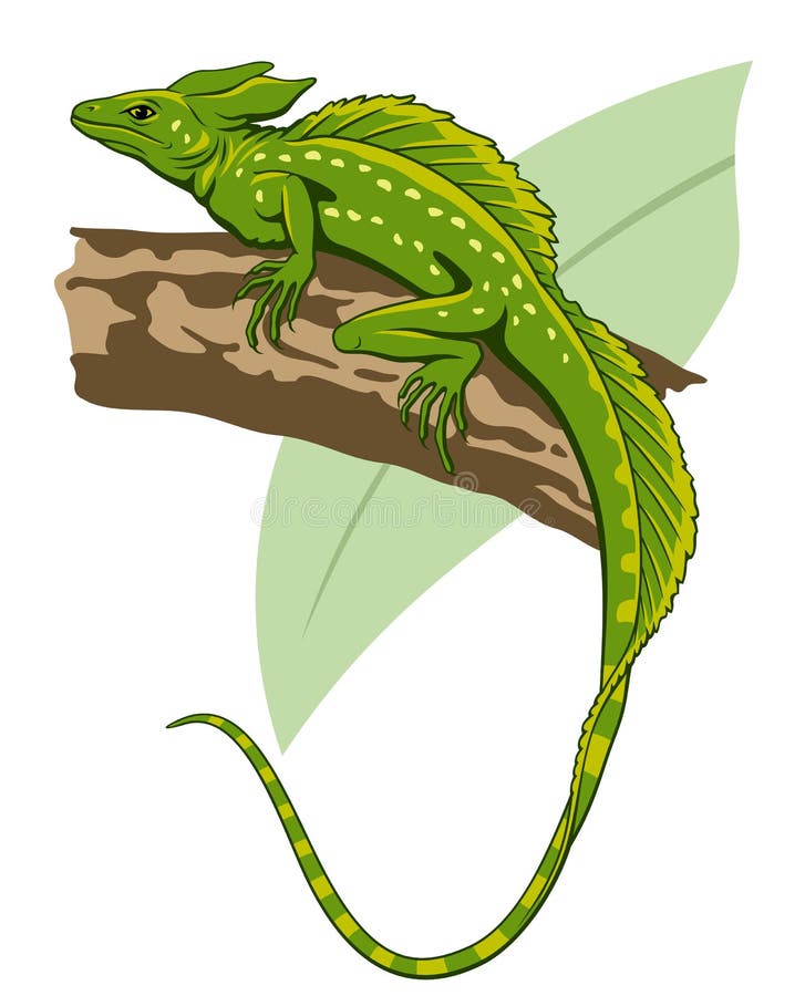Basiliscus Plumifrons Verde Basiliscus Jesus Ilustración del Vector ...